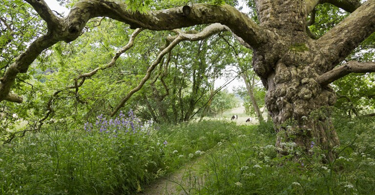 National Trust Tree Planting - Woolbeding | Origins UK